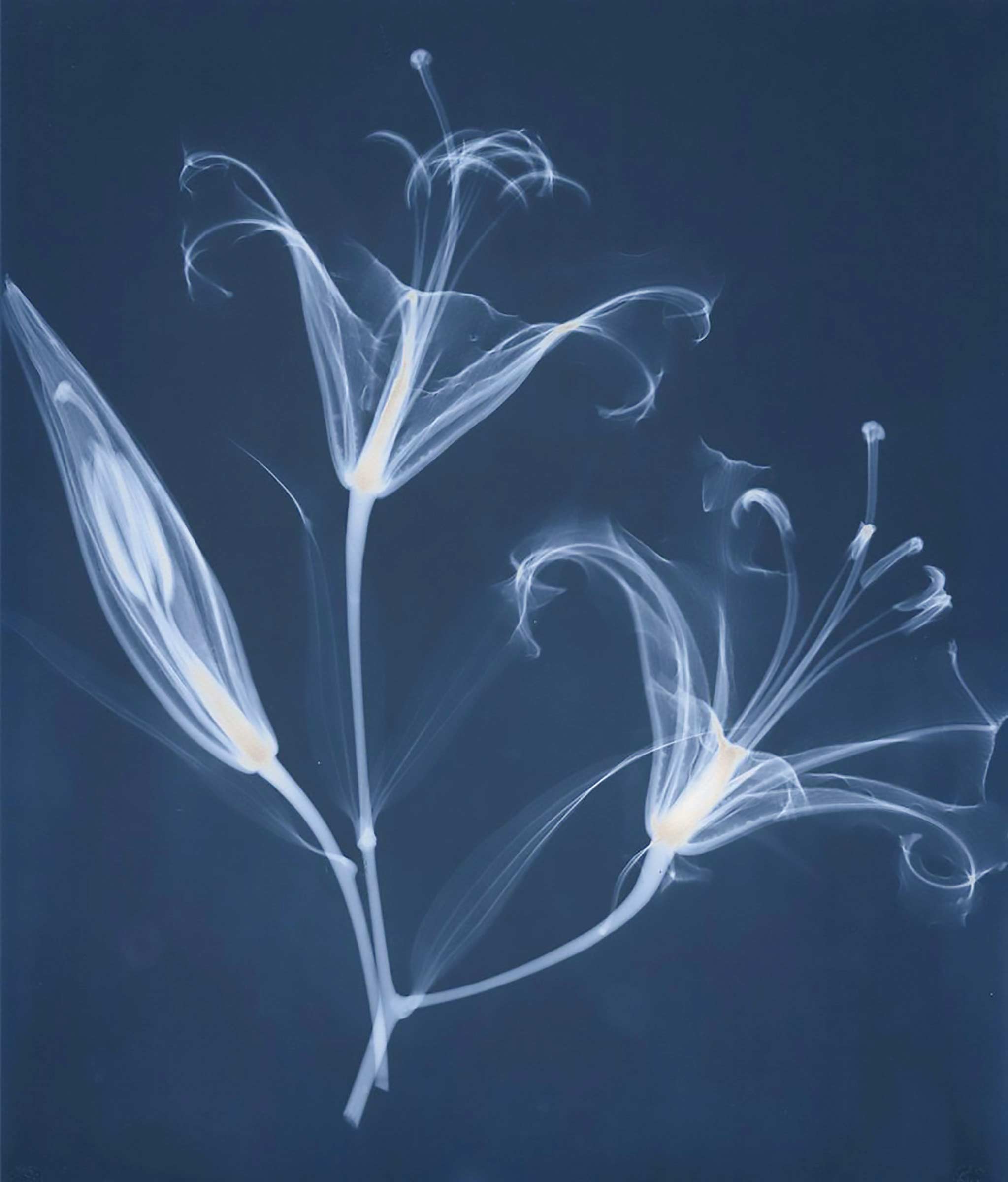 xrayflower10-inv - Craft-Mart