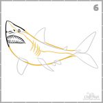 How to draw a shark in 9 easy steps - Craft-Mart