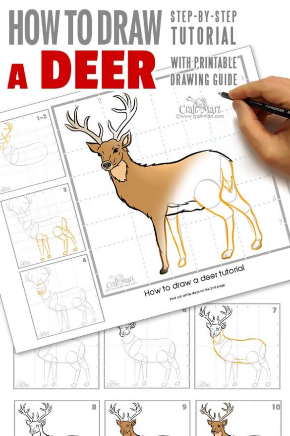 Drawing a deer in 10 steps - easy tutorial - Craft-Mart