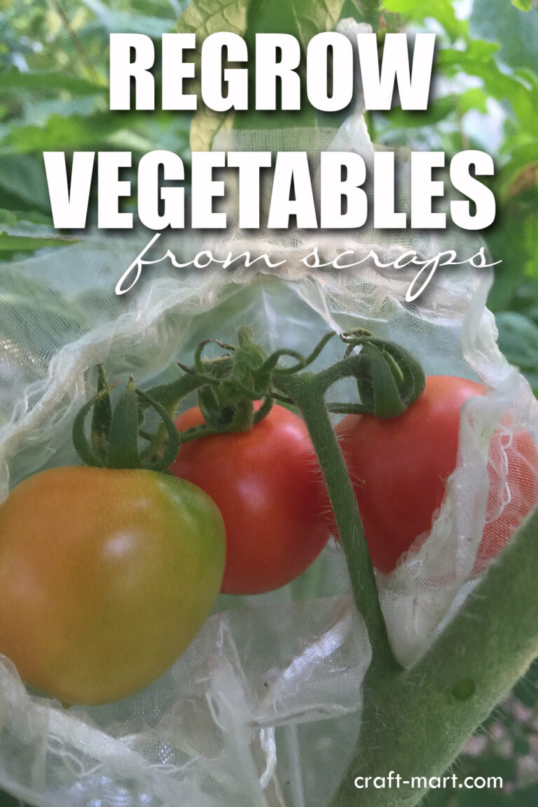 Easiest Vegetables to Grow from Scraps - Craft-Mart