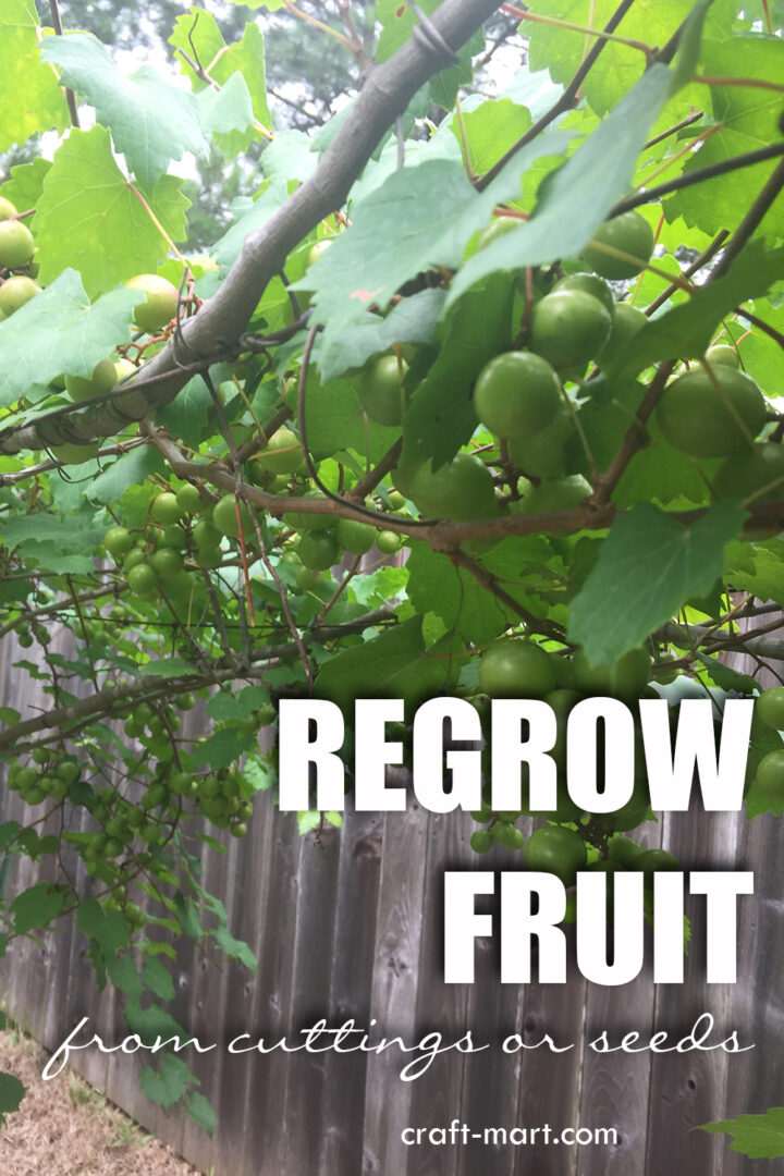 Easy Fruit to Grow - Craft-Mart