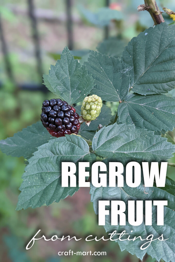 Easy Fruit to Grow - Craft-Mart
