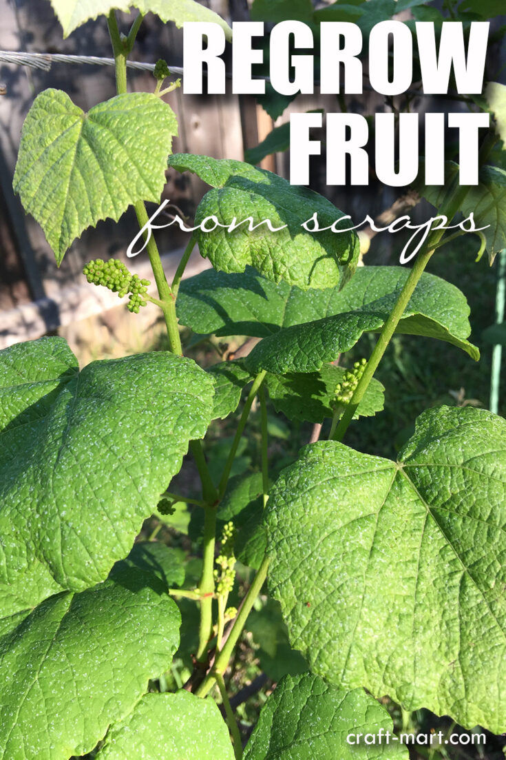 Easy Fruit to Grow - Craft-Mart