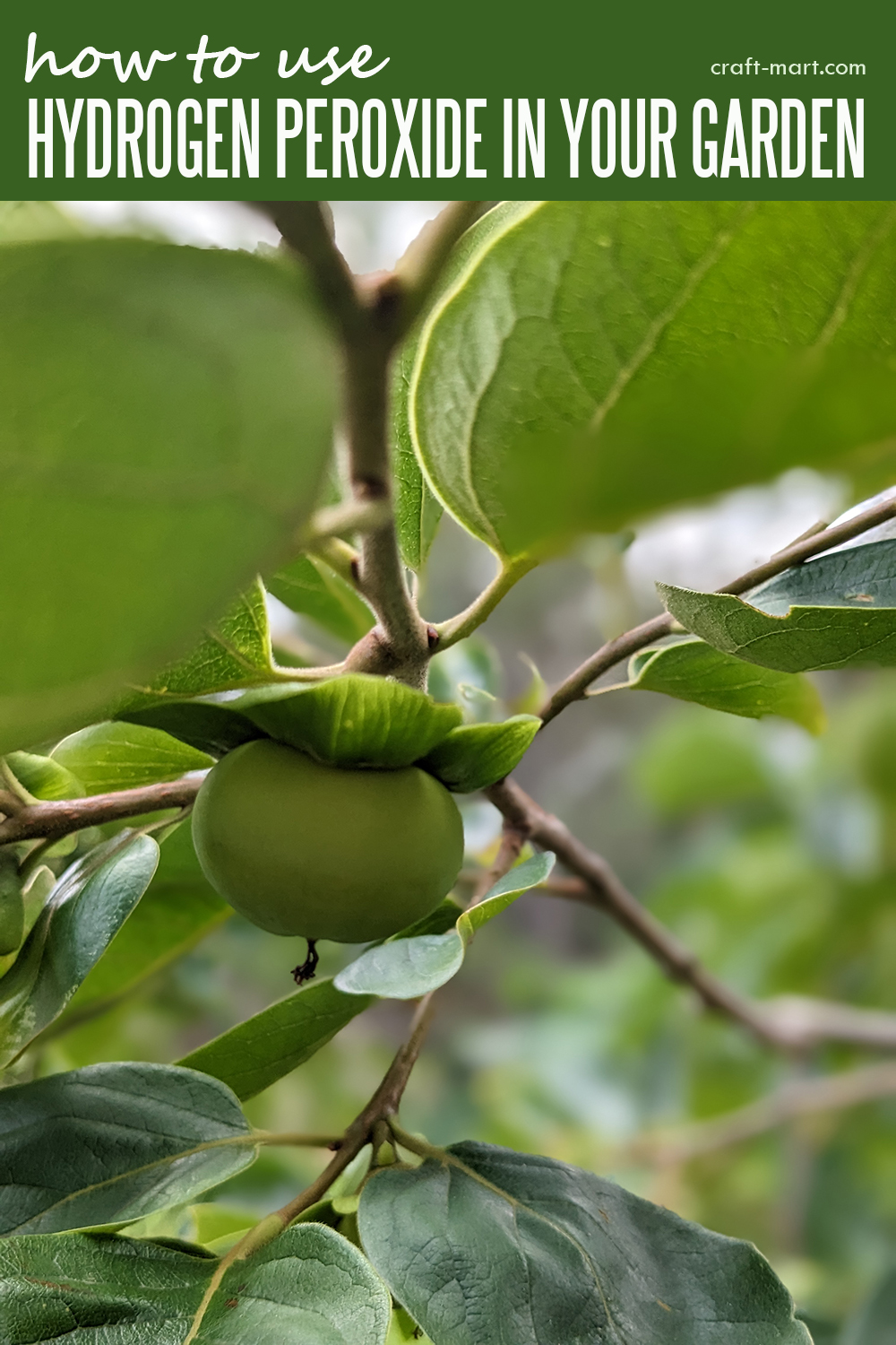 9 Ways to Use Hydrogen Peroxide in Your Garden - Craft-Mart
