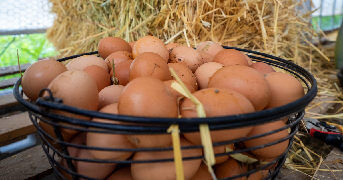 14+ Free Chicken Coop Ideas & Plans - Craft-Mart