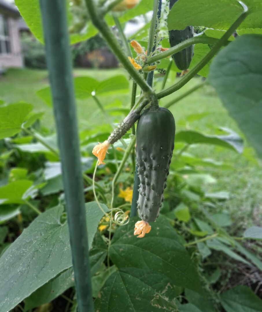 Cucumber Trellis Ideas For Small Spaces Archives Craft Mart